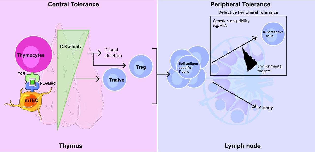 Autoimmune Disorders Affecting Lymph Nodes - Infoupdate.org