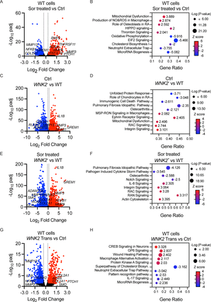 WNK2 variants associated with familial osteoarthritis alter the ...