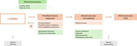 Decreased GPR55 expression links B-cell activation and vascular ...