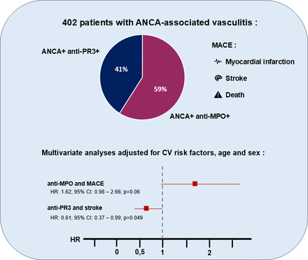 Impact of ANCA specificity on risk of cardiovascular events and death ...