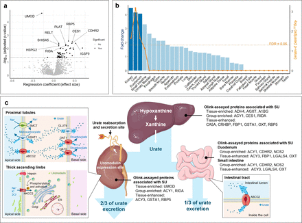 Proteomic footprint of serum urate concentration and urate transporter ...
